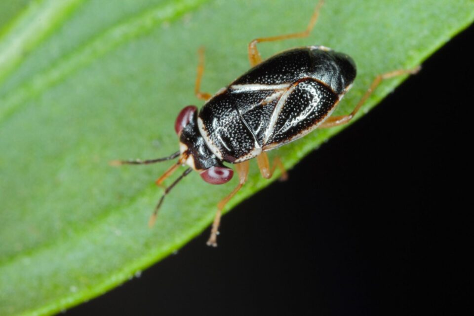 27 Beneficial Insects You Actually Want To See In Your Yard