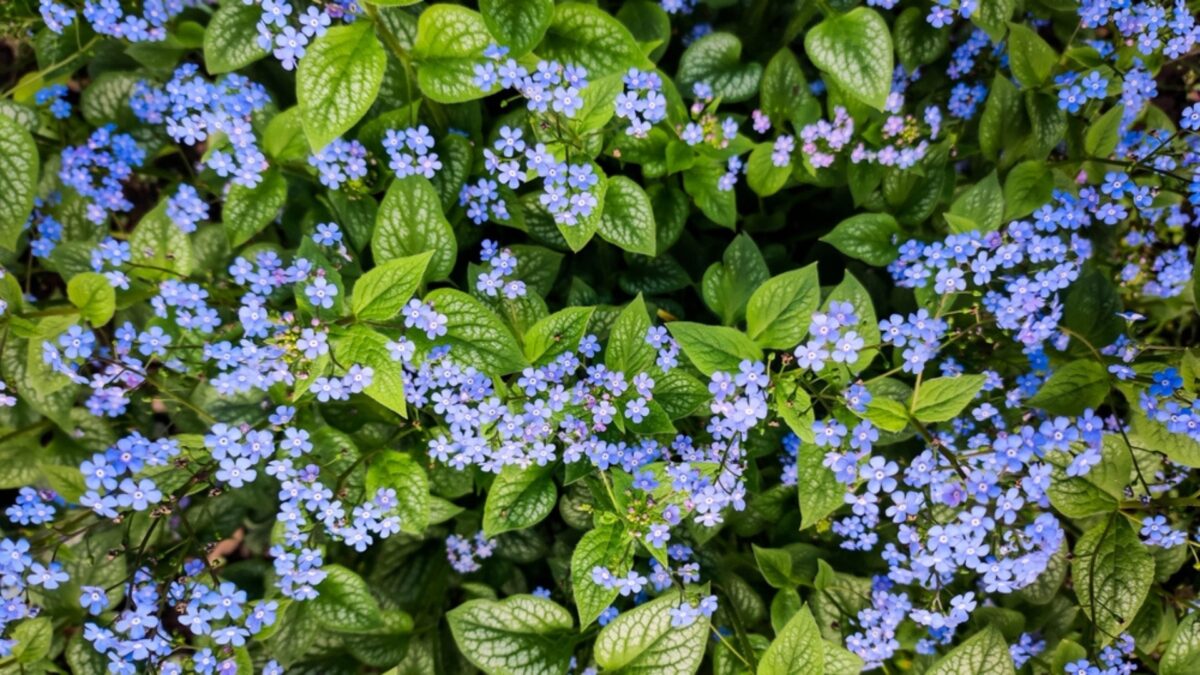 37 Bold Blue Perennials That Will Never Leave Your Yard Once Planted