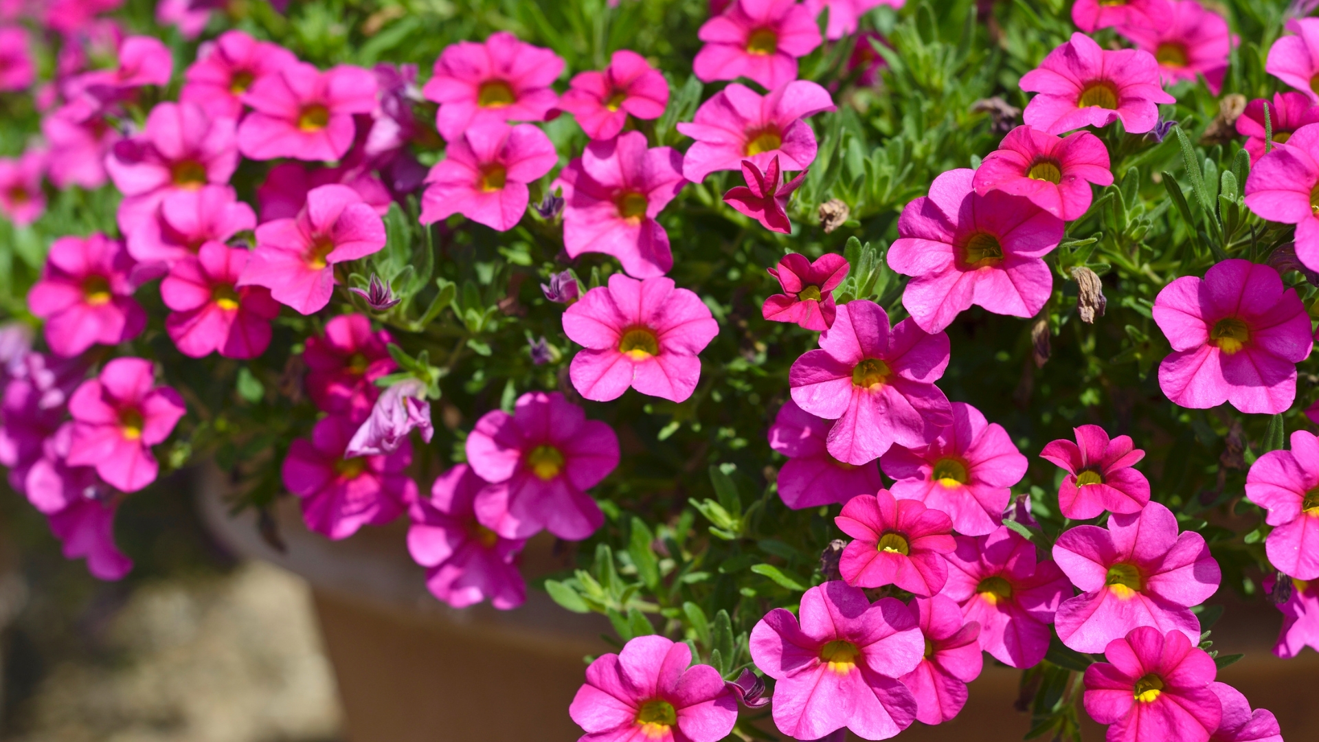 Top 30 Flowers For Raised Beds That Stay In Bloom All Season