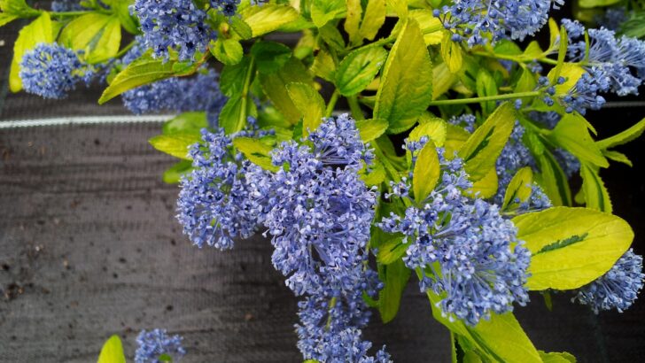 37 Low-Maintenance Flowering Bushes That Won’t Require Constant Attention