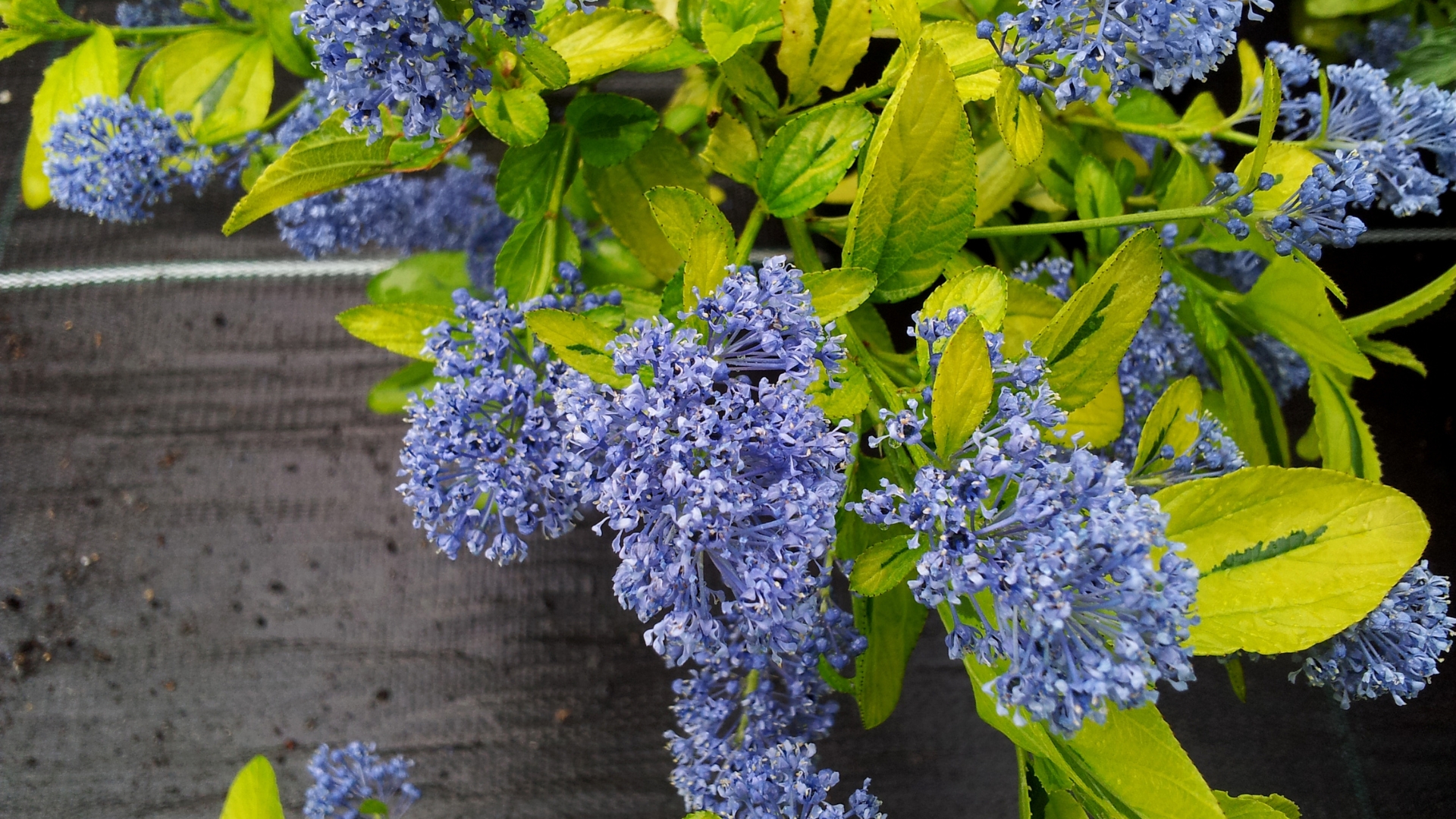 37 Low-Maintenance Flowering Bushes That Won’t Require Constant Attention