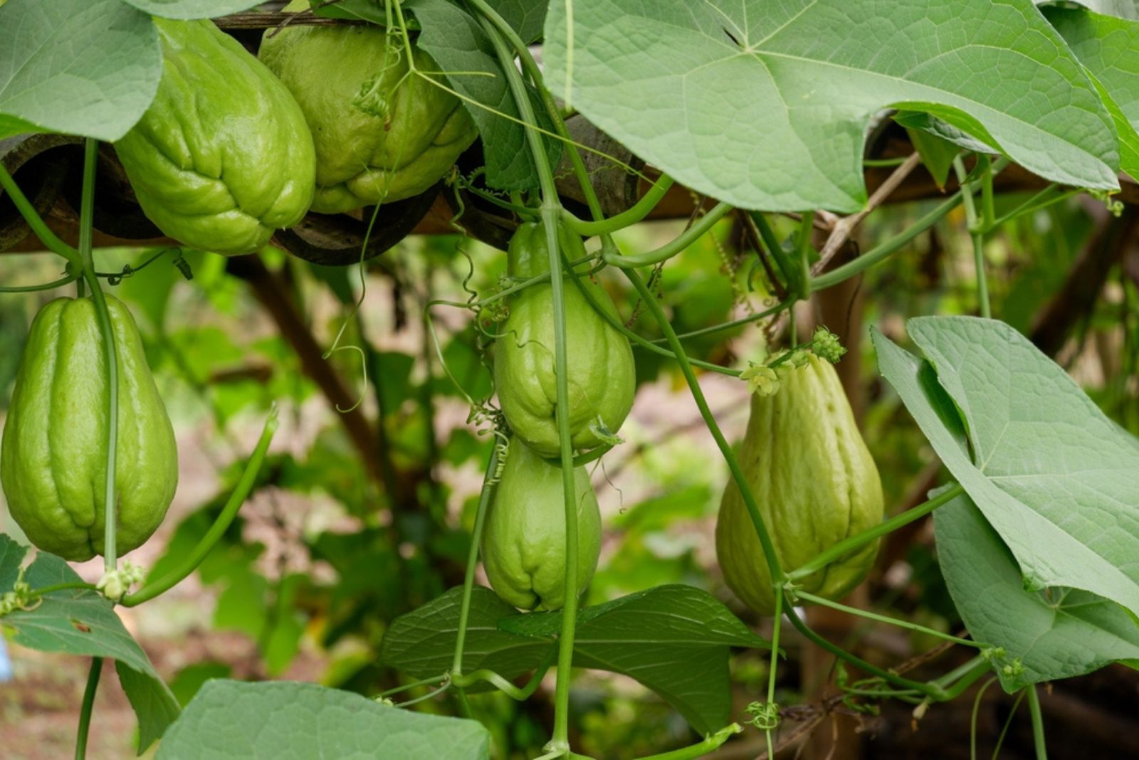 29 Weirdest Vegetables You Can Plant In Your Garden