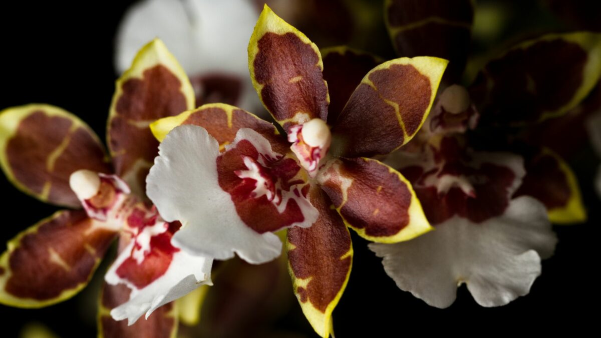 29 Rare Wild Orchid Varieties To Give Your Garden Landscape A Unique Flare