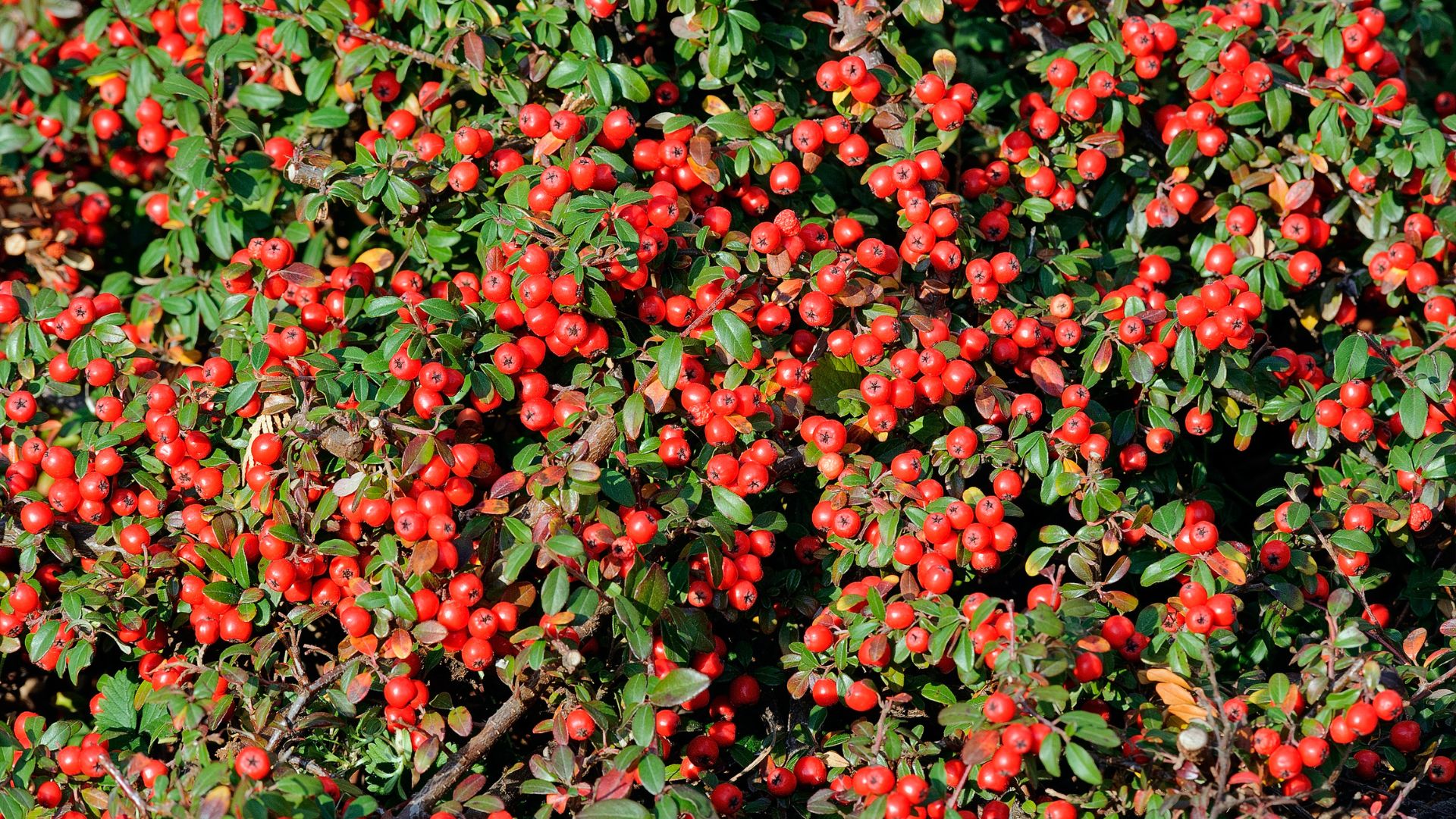 34 Resilient Shrubs That Thrive Anywhere And Always Look Stunning