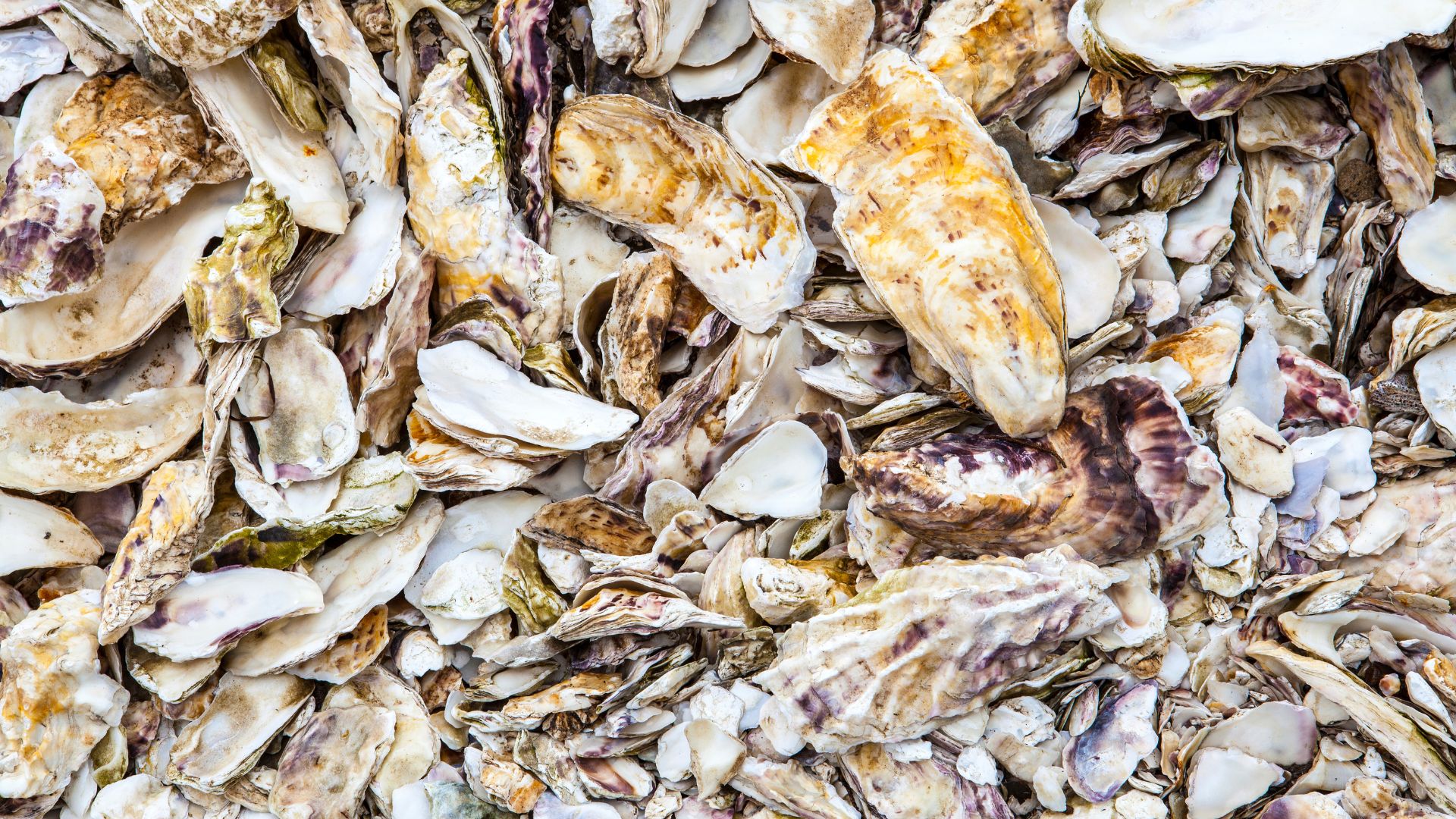 31 Gardening Tips From Grandma That Still Work Wonders Today