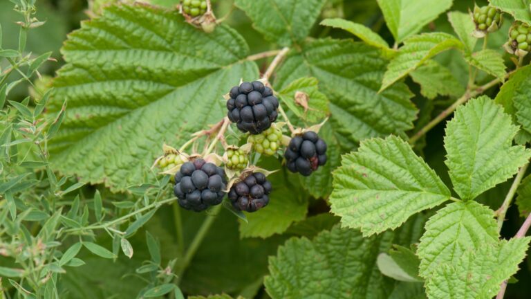 Native Berry Bushes That Are Oh-So-Yummy – 30 Easy, Sustainable ...