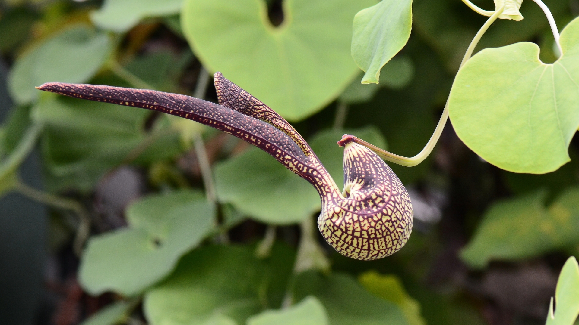 35 Unusual Flowers You’ve Probably Never Heard Of
