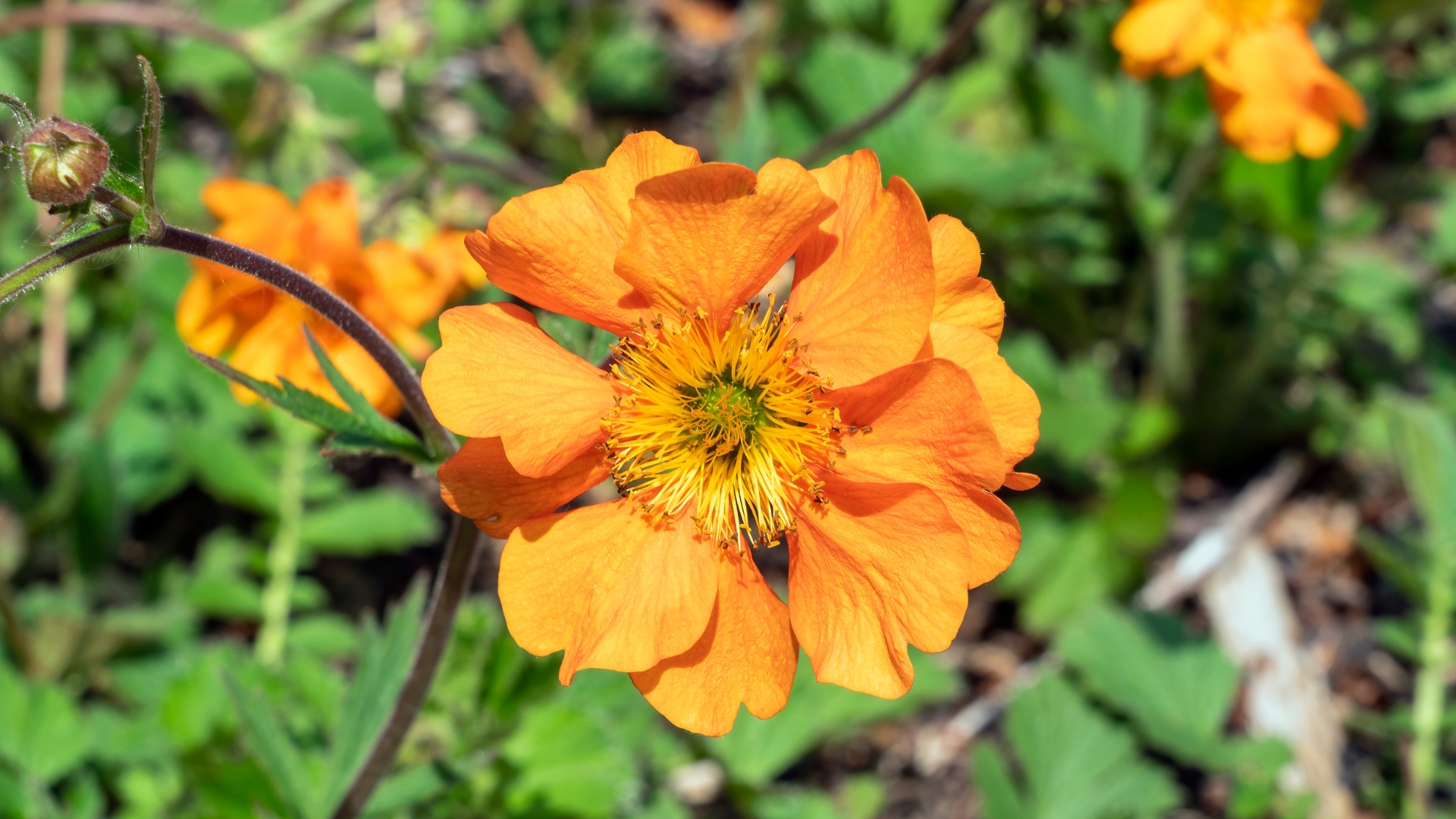 36 Beautiful Perennials To Plant Near Clematis For A Show-Stopping Display