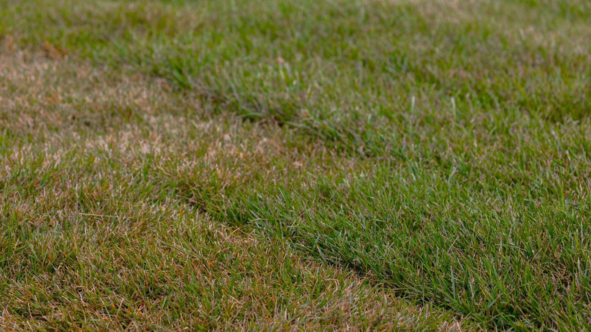 Here’s When And How To Apply Weed And Feed To Your Lawn For The Best ...