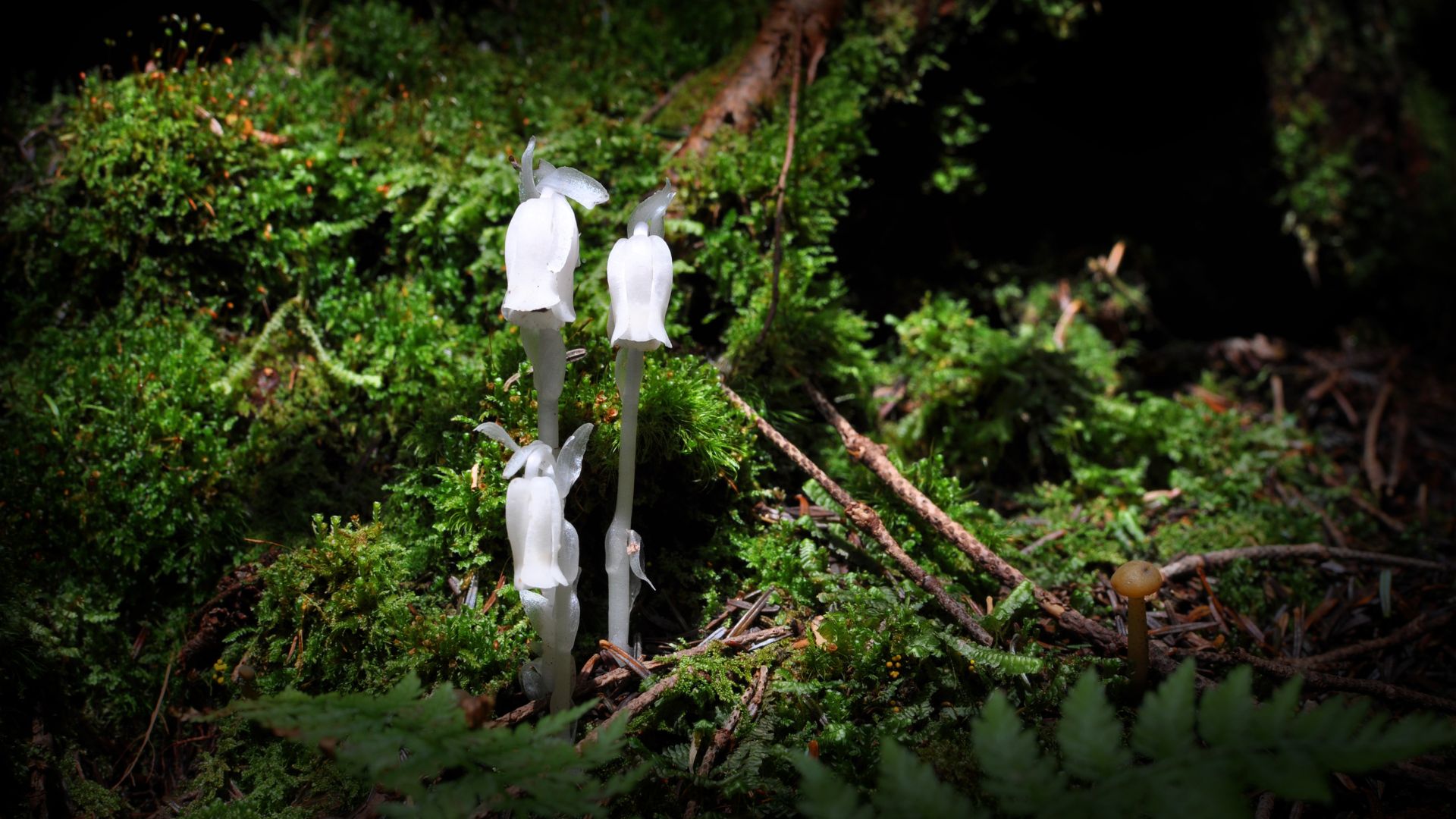 26 Mysterious Plants Found Only In The Deepest Jungles