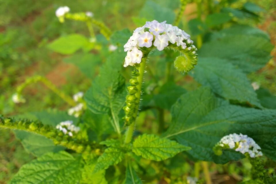 20 Varieties Of Heliotrope Flowers That Are Beautiful Additions (And 4 ...