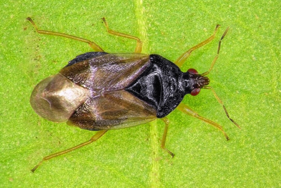 27 Beneficial Insects You Actually Want To See In Your Yard