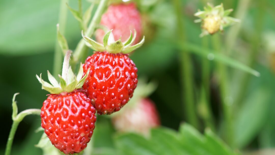 Native Berry Bushes That Are Oh-So-Yummy – 29 Sustainable Backyard ...