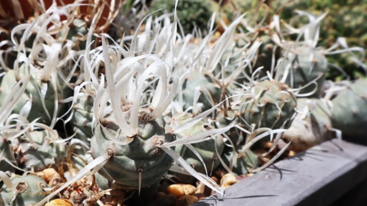 41 Beautiful Types Of Cactus To Grow At Home