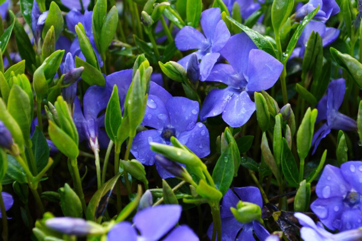 39 Stunning Perennials That Bloom In The Shade