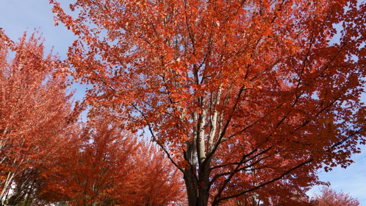 Plant These 31 Native Trees To Help Wildlife