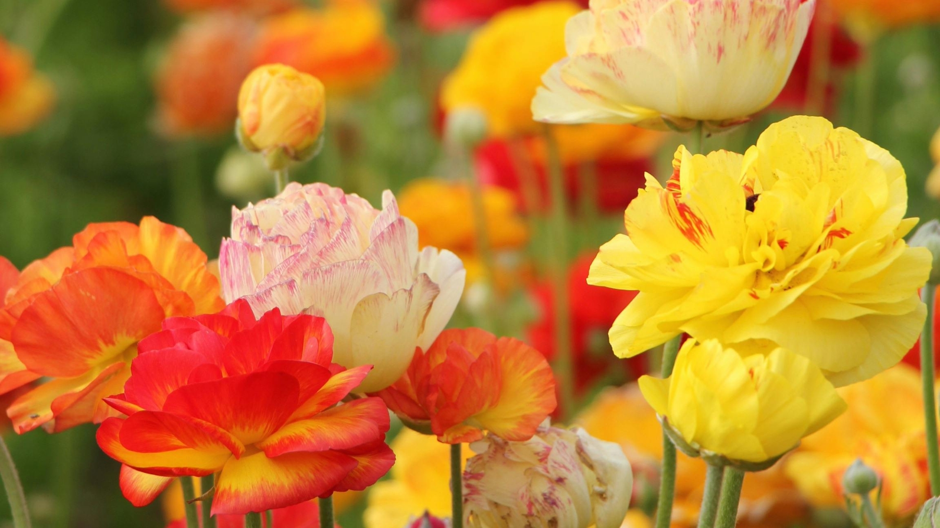 The 22 Prettiest Flowers In The World—Ranked