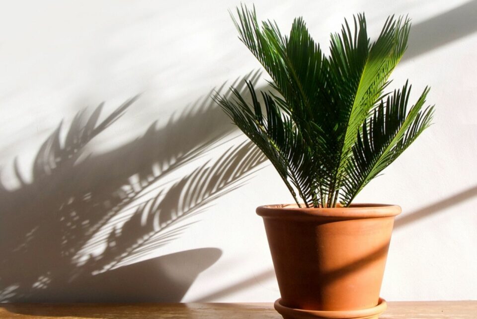 25 House Plants That Look Like Palm Trees