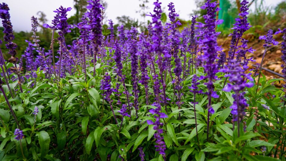 22 Easiest Flowers To Grow For Beginners