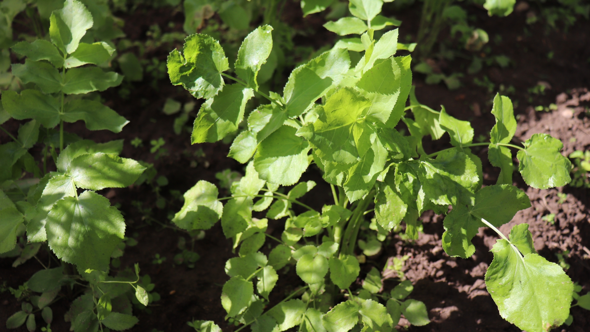 30 Unusual Root Vegetables You Should Try