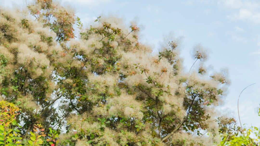 34 Beautiful Small Trees To Show Off In Your Front Yard