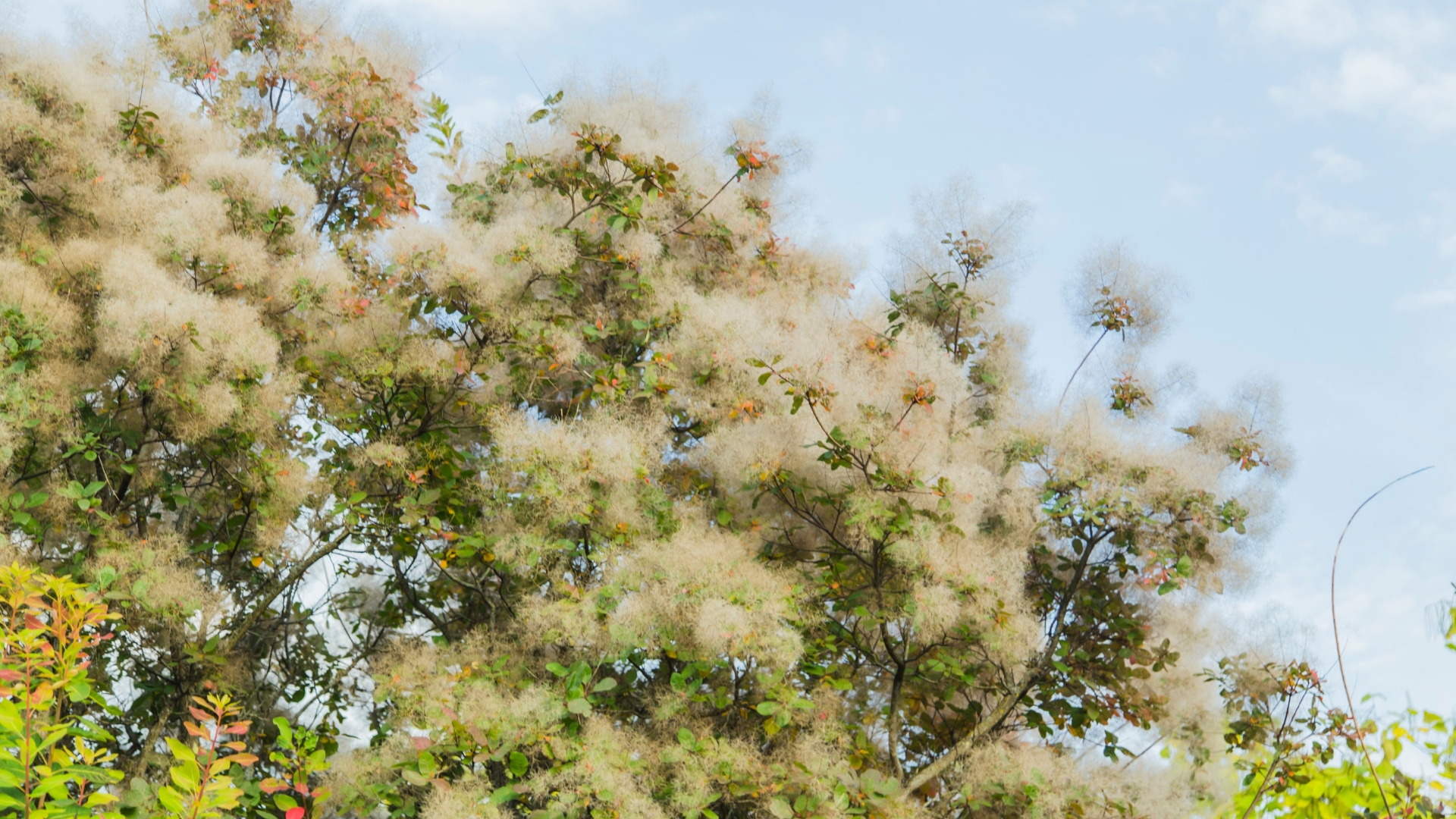 34 Beautiful Small Trees To Show Off In Your Front Yard