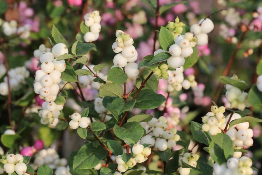 22 Low-Growing Shrubs For Borders That Will Instantly Transform Your Garden