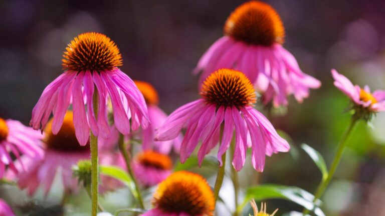 The Best 29 Perennial Flowers To Start From Seed Before Spring (Plus A ...