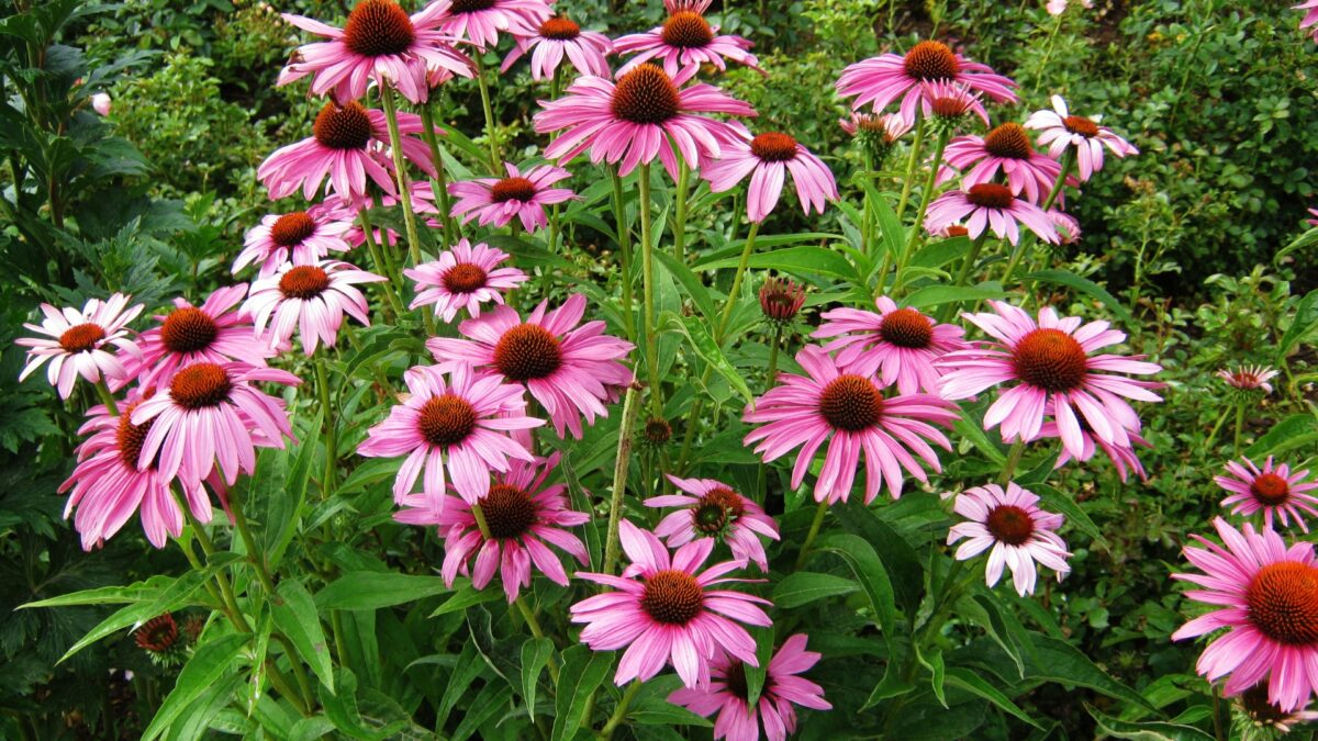 The Best 32 Perennial Flowers To Start From Seed Before Spring (Plus A ...