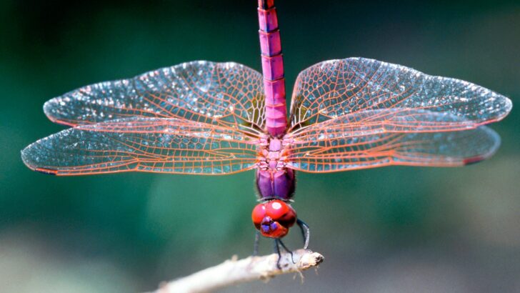 The Type Of Flowers That Attract Pest-Eating Dragonflies To Your Garden