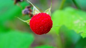 30 The Most Resilient Berry Bushes For Any Garden