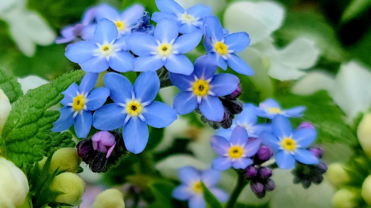 This Delicate Blue Flowering Plant Will Easily Grow In Damp Soil