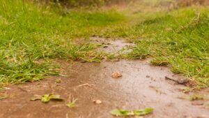 This Paver DIY Will Instantly Improve A Muddy Path Between Neighboring ...