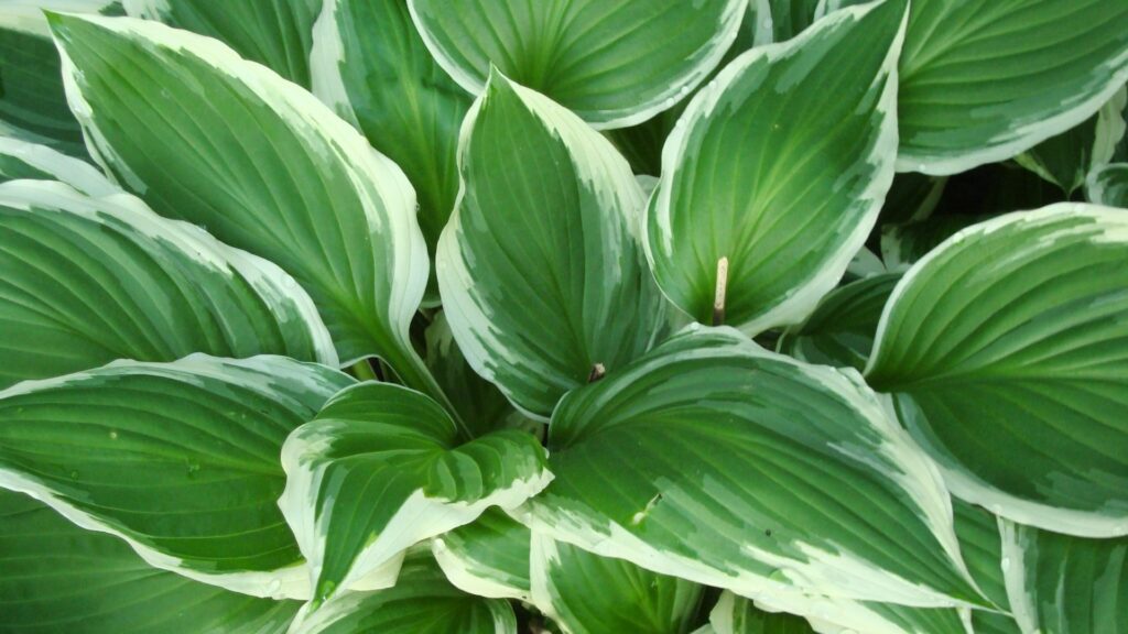 Top 30 Perennials For A Weed-Free Shade Garden