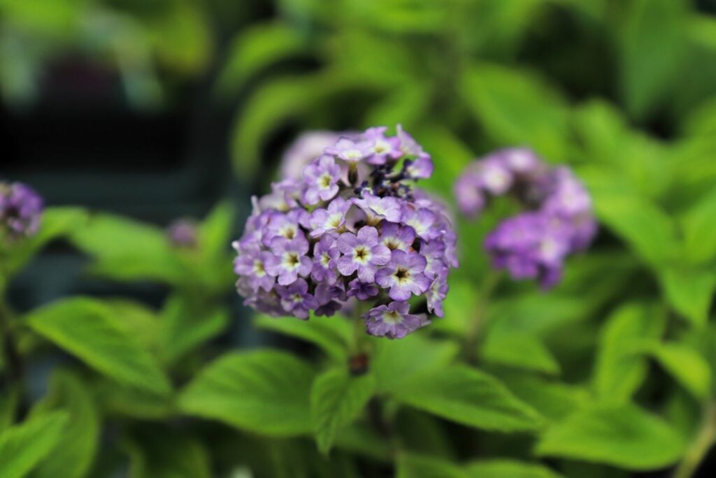 20 Varieties Of Heliotrope Flowers That Are Beautiful Additions (And 4 ...