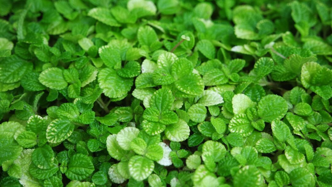 8 Easy Tricks To Wipe Out Creeping Charlie Weed (No Chemicals Required)