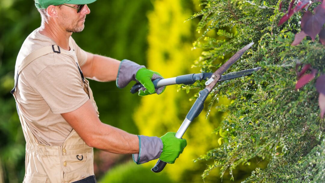 When Is The Perfect Time To Prune Bushes And Shrubs (And How To Do It ...