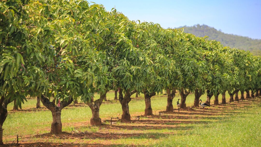 Why These 20 Fruit Trees Failed Me (And The Reliable Alternatives That ...