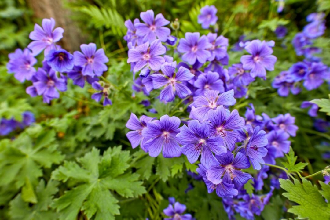 24 Native Plants That Flourish With Little To No Sun