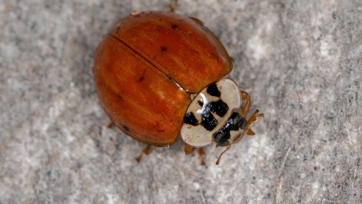 ‘Bad’ Ladybugs Do Exist And Here’s What To Do About Them
