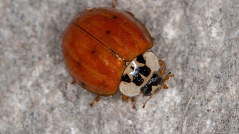 ‘Bad’ Ladybugs Do Exist And Here’s What To Do About Them