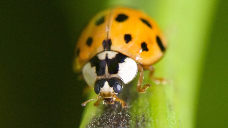 ‘Bad’ Ladybugs Do Exist And Here’s What To Do About Them