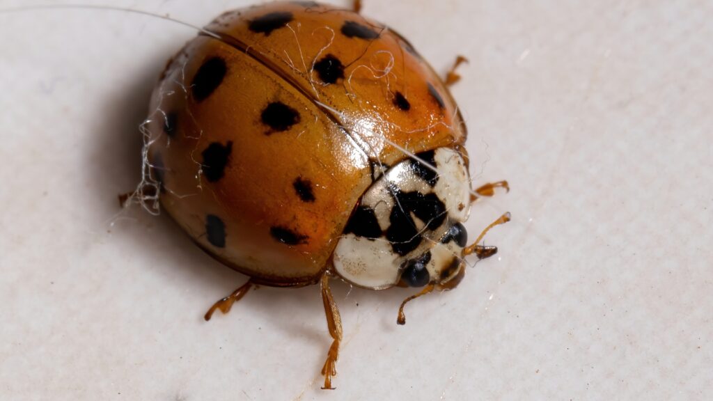 ‘Bad’ Ladybugs Do Exist And Here’s What To Do About Them
