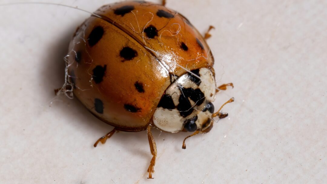 ‘Bad’ Ladybugs Do Exist And Here’s What To Do About Them