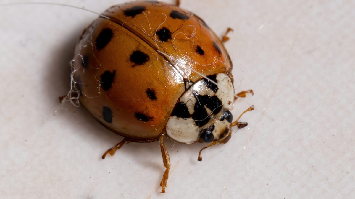 ‘Bad’ Ladybugs Do Exist And Here’s What To Do About Them