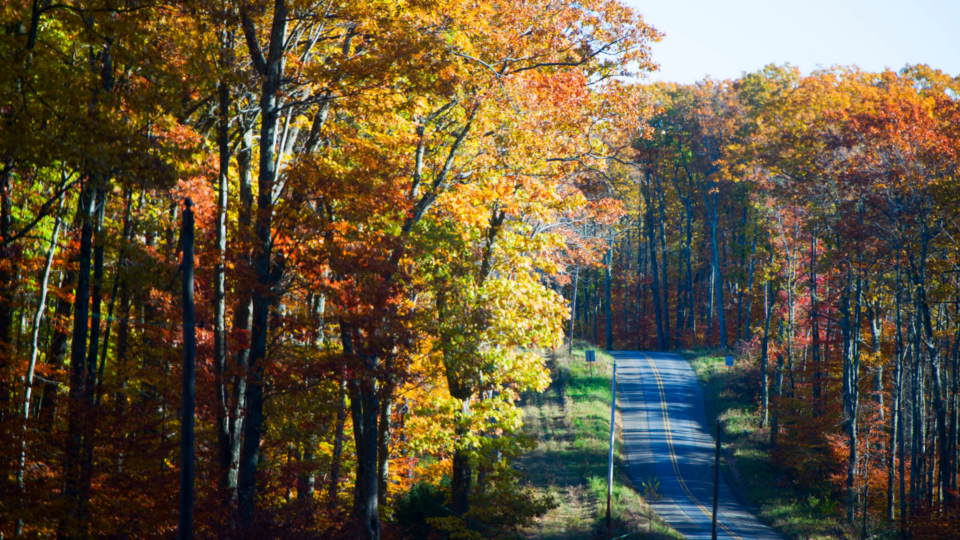 30 Of The Most Beautiful Trees That Grow in America