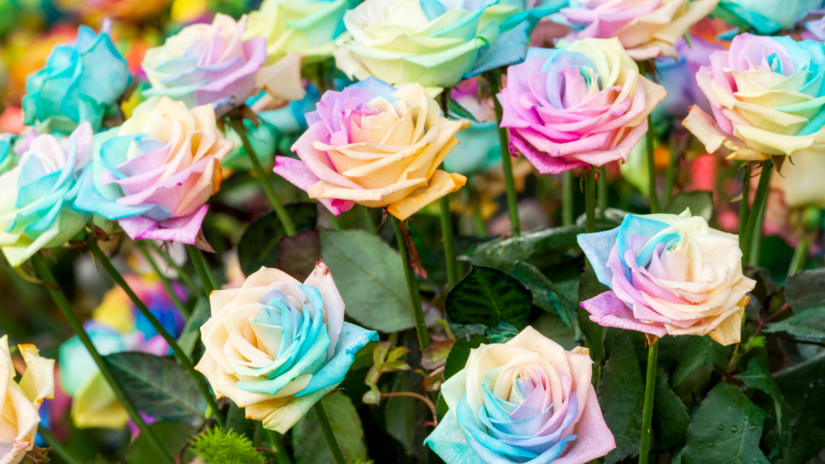 31 Of The Most Unique Visually Pleasing Plants That Exist Around Us