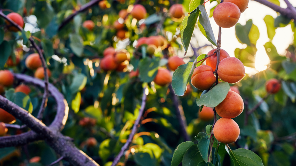 30 Ways To Grow An Apricot Tree From Seed (And Common Mistakes To Avoid)