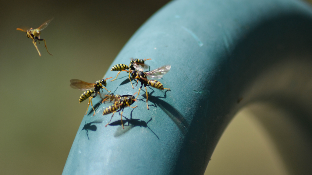 Keep Wasps Away From Your Garden With These 10 Plants (And 10 That ...