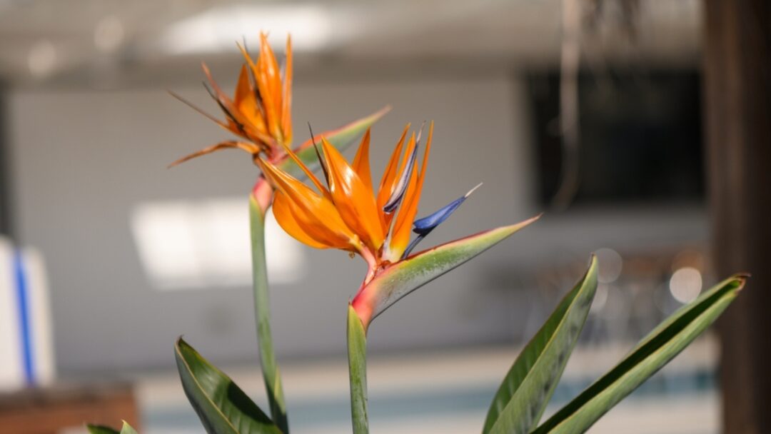 Help Your Bird Of Paradise Flourish By Fixing The Curling Leaf Problem